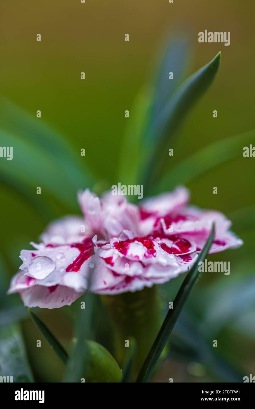 Carnation hardy carnation hi-res stock photography and images - Alamy