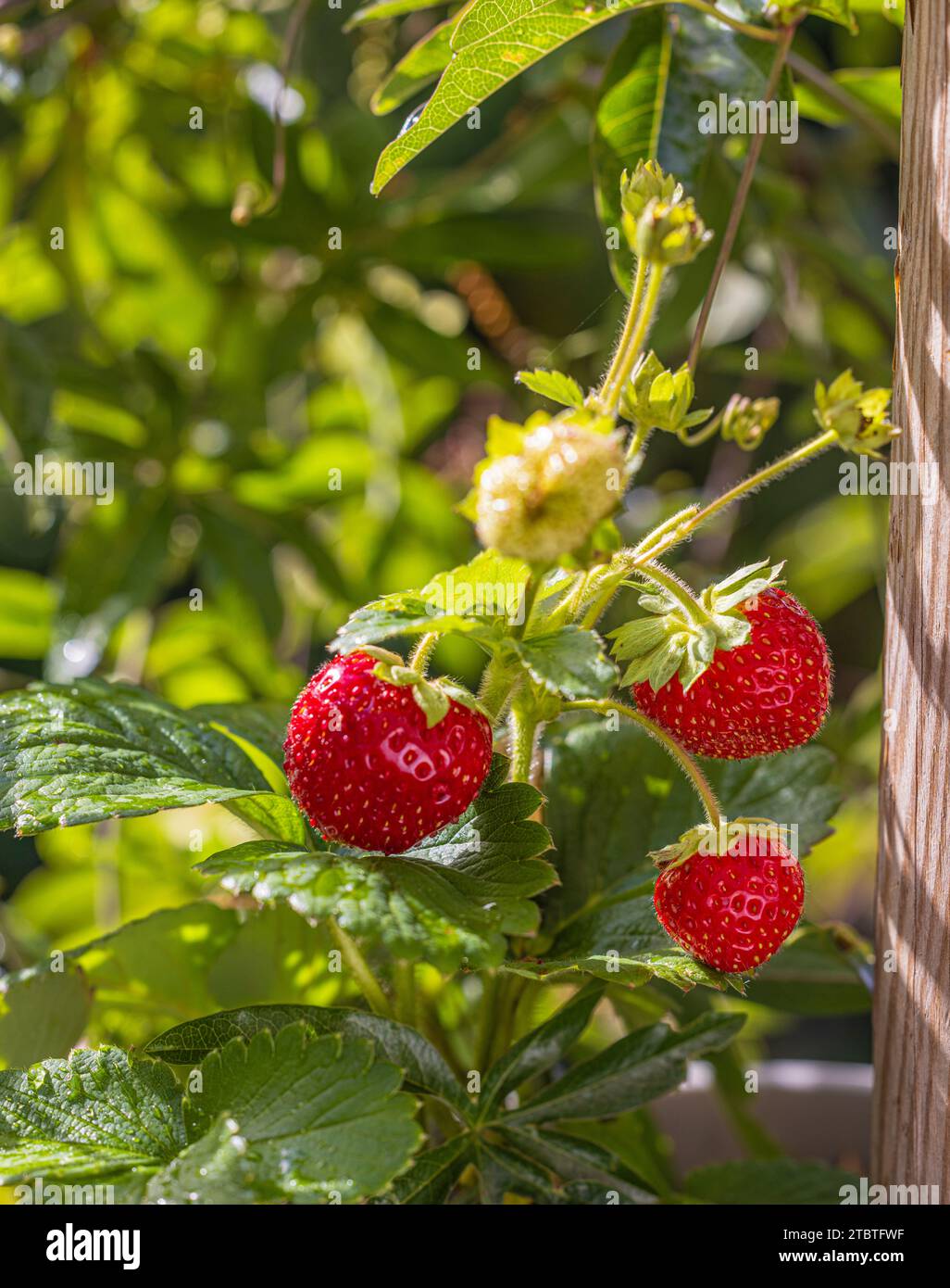 Natural background with red wild strawberry Stock Photo - Alamy