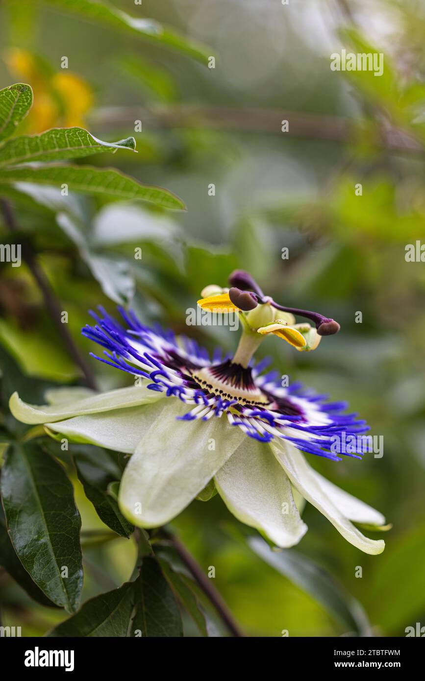 Blue passionflower (Passiflora caerulea), flower, close-up Stock Photo ...