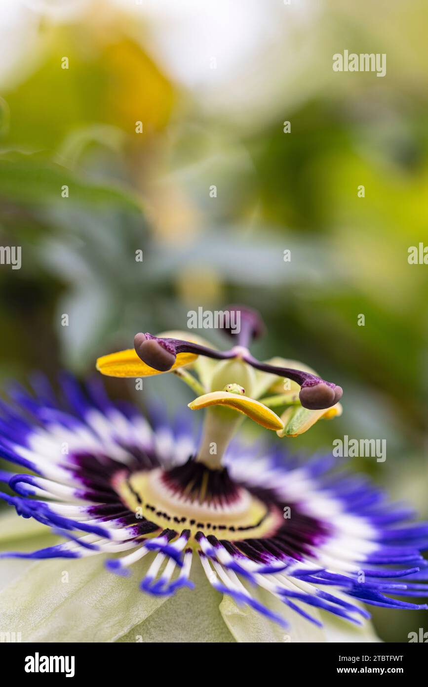 Blue passionflower (Passiflora caerulea), flower, close-up Stock Photo ...