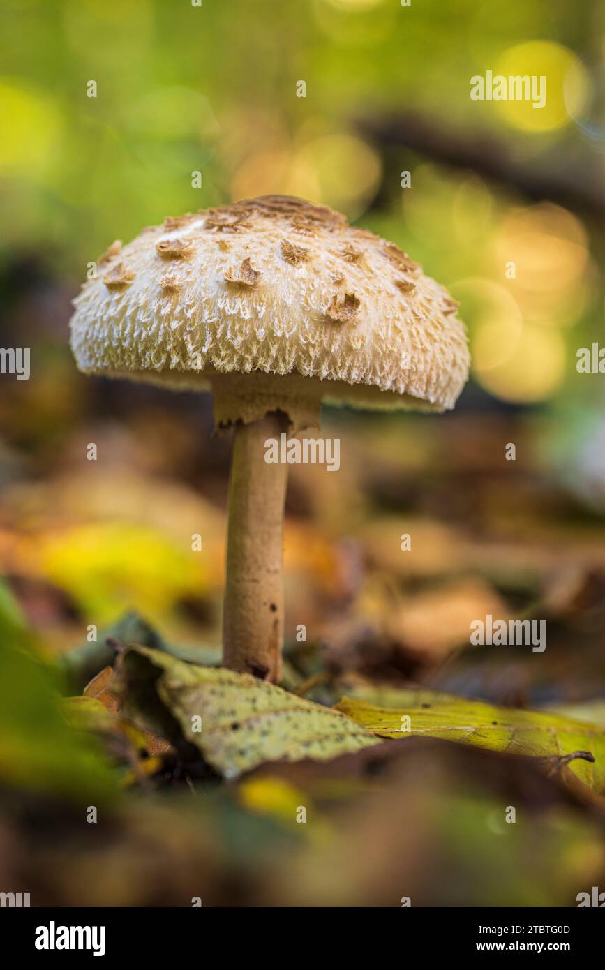 Common saffron umbrella mushroom or saffron giant umbrella mushroom ...