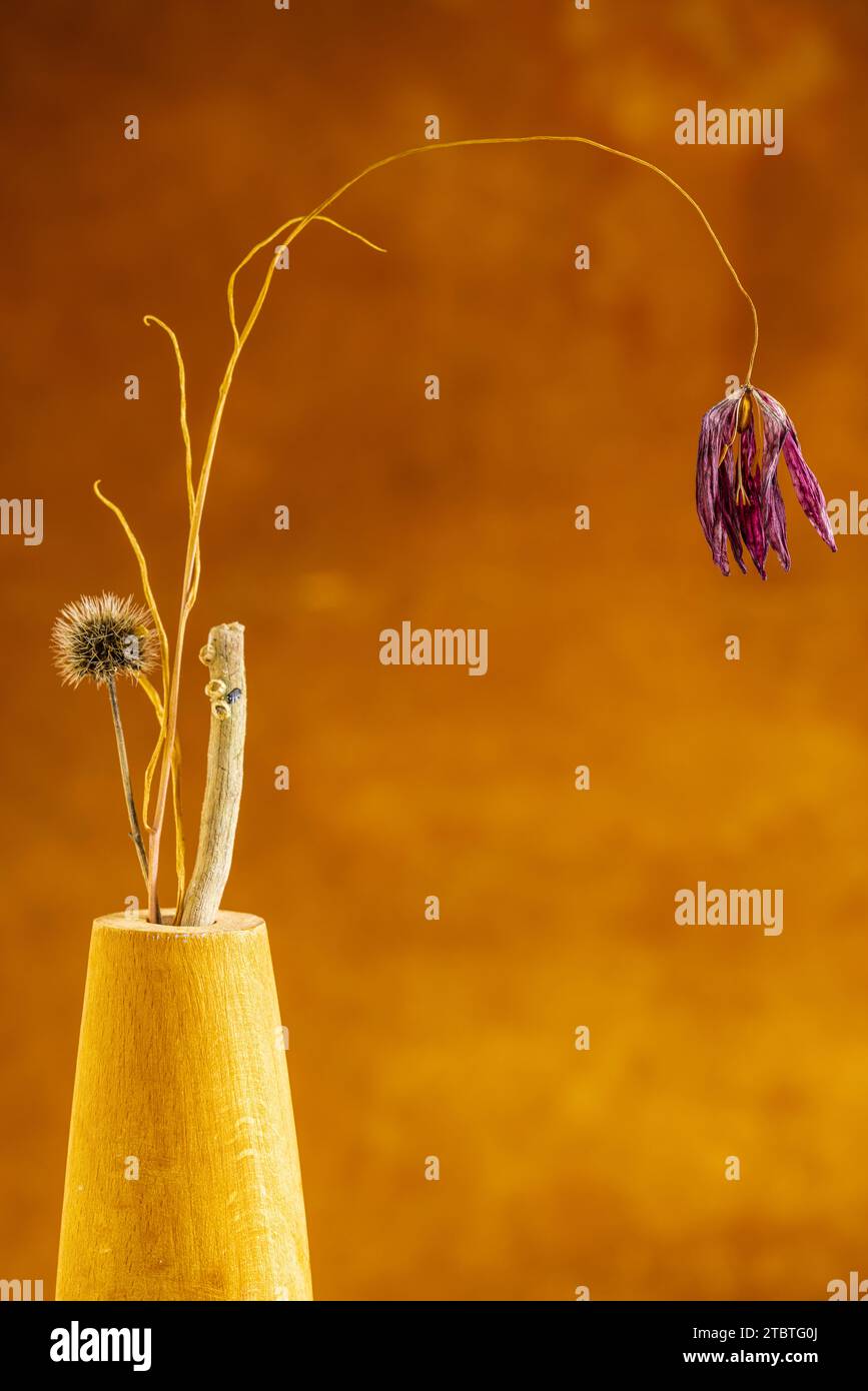 Dried chess flower hi-res stock photography and images - Alamy