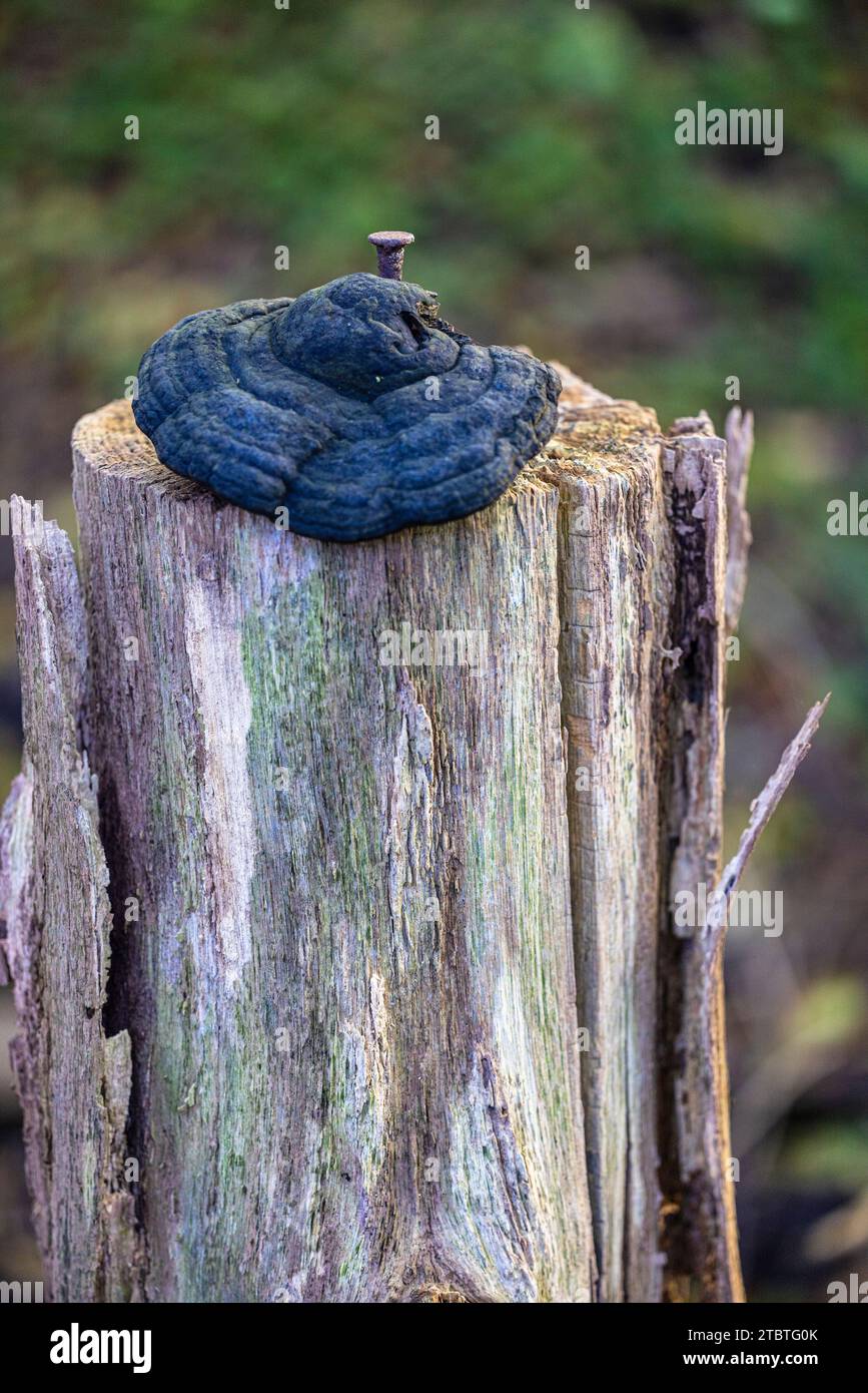 Tinder fungus, Fomes fomentarius grows on dead wood, rusty nail Stock ...