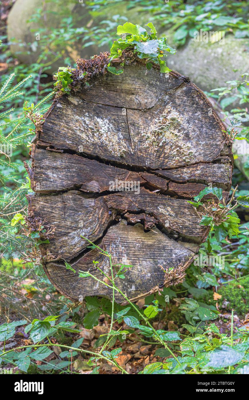 Tree stump with drying cracks Stock Photo - Alamy