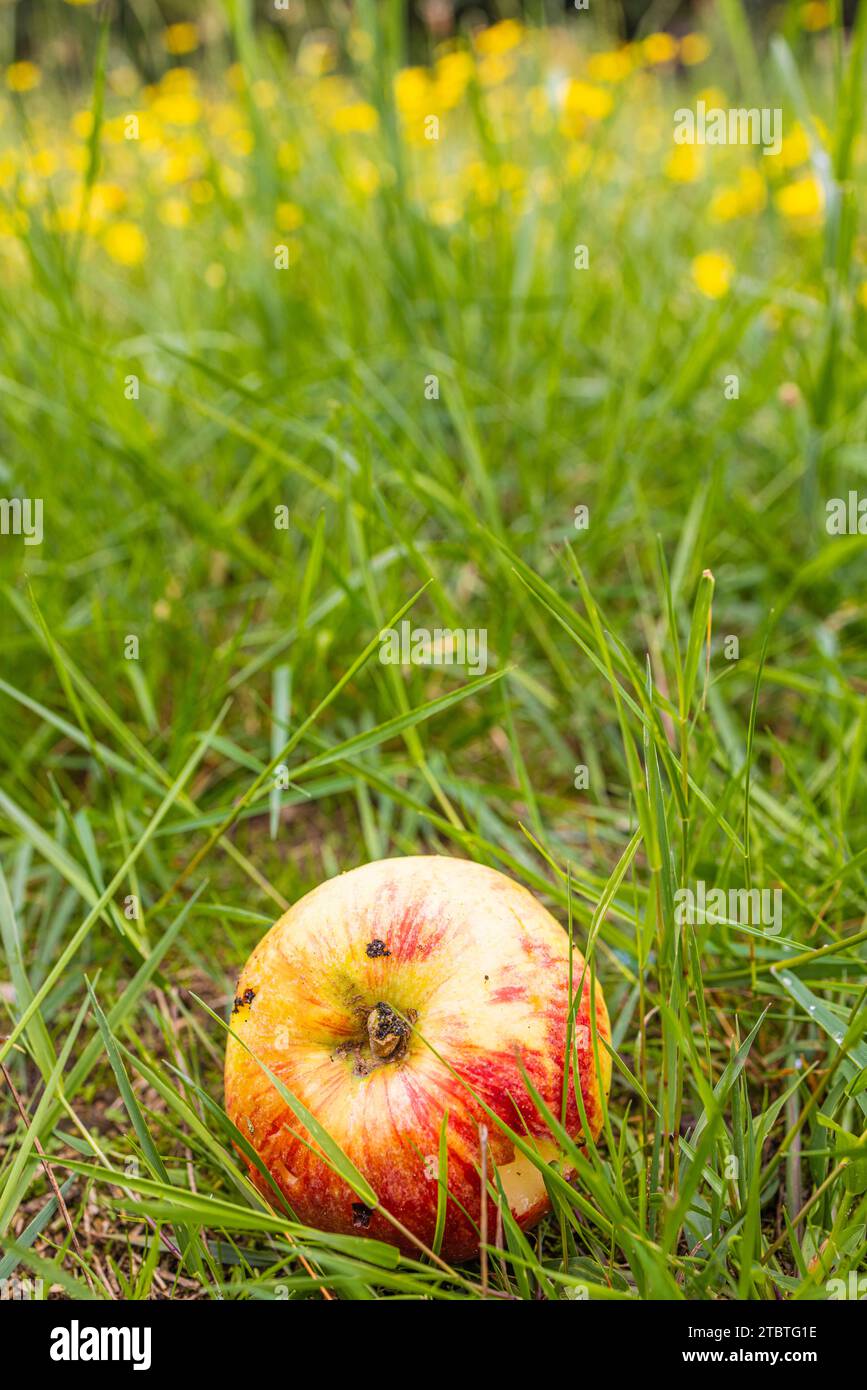 Orchard and meadow orchard in late summer, fallen fruit in the meadow ...