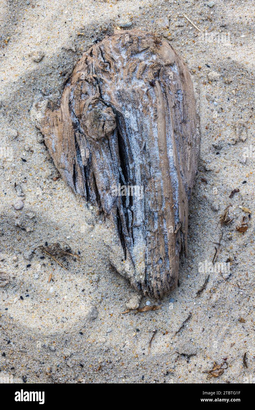 Piece driftwood washed up hi-res stock photography and images - Alamy