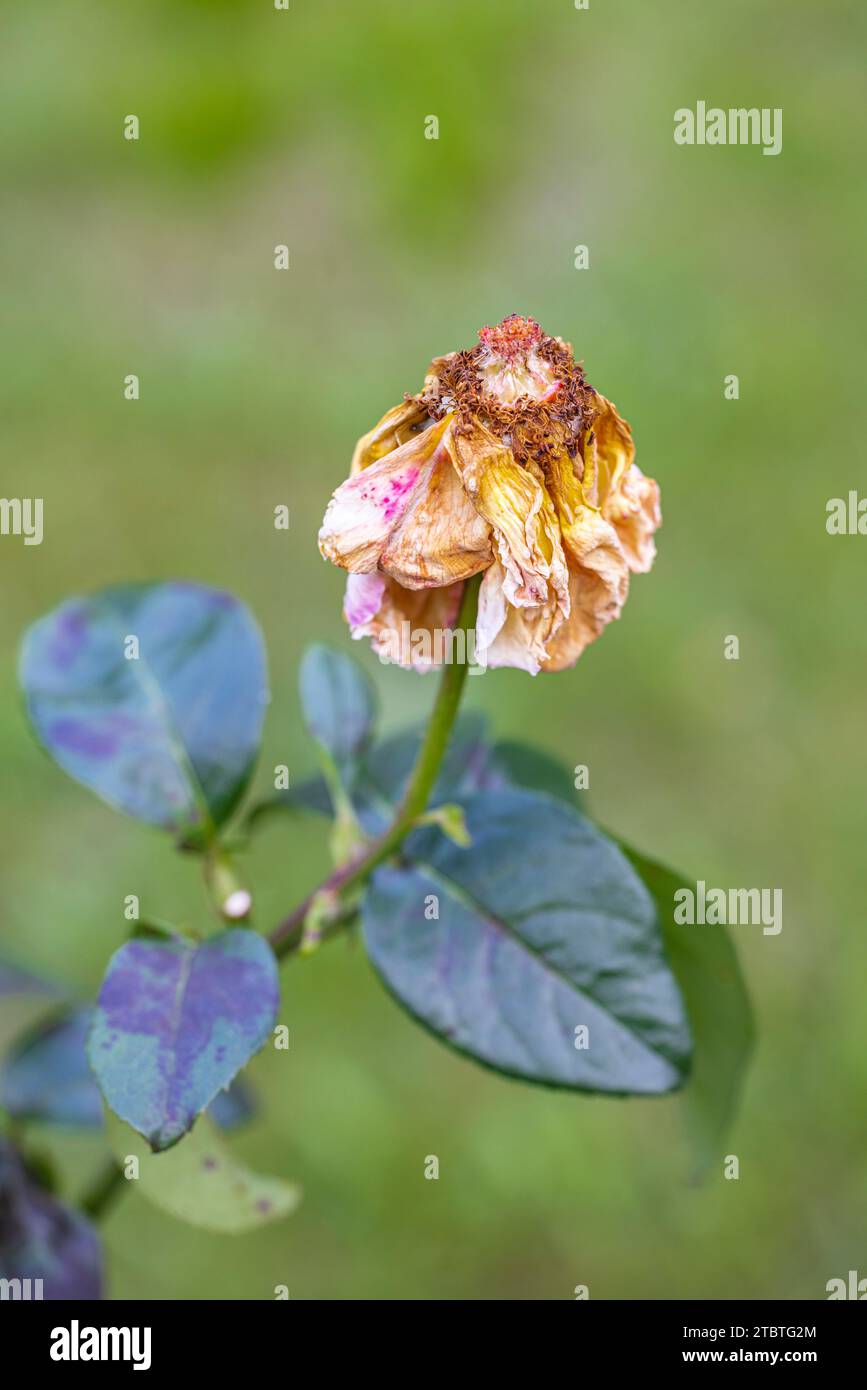 Rose, faded, bokeh background Stock Photo - Alamy