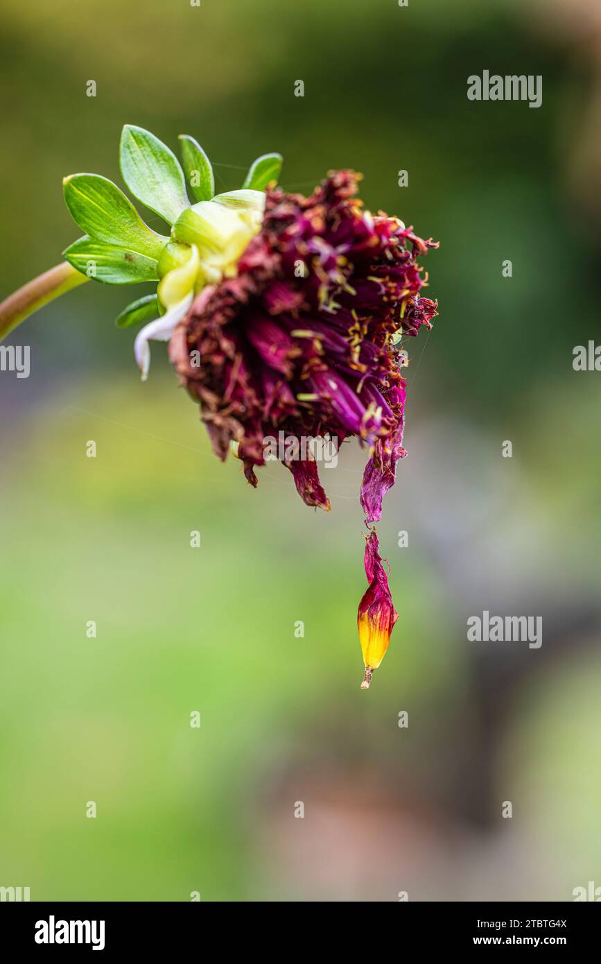 Rose, faded, bokeh background Stock Photo - Alamy