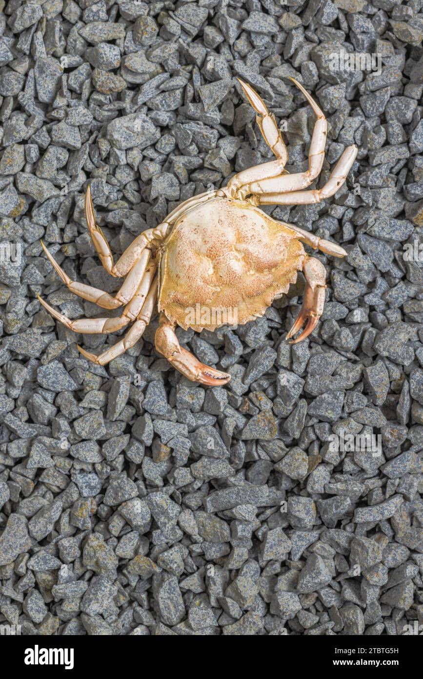 Exoskeleton of a crab on a beach, still life Stock Photo - Alamy