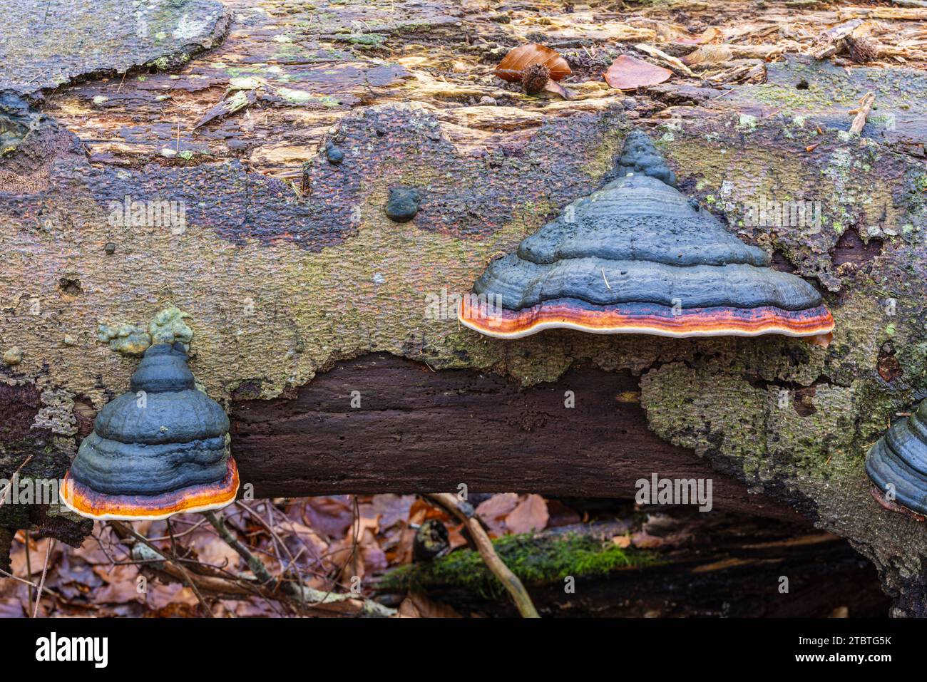 Red edged tree sponge hi-res stock photography and images - Alamy
