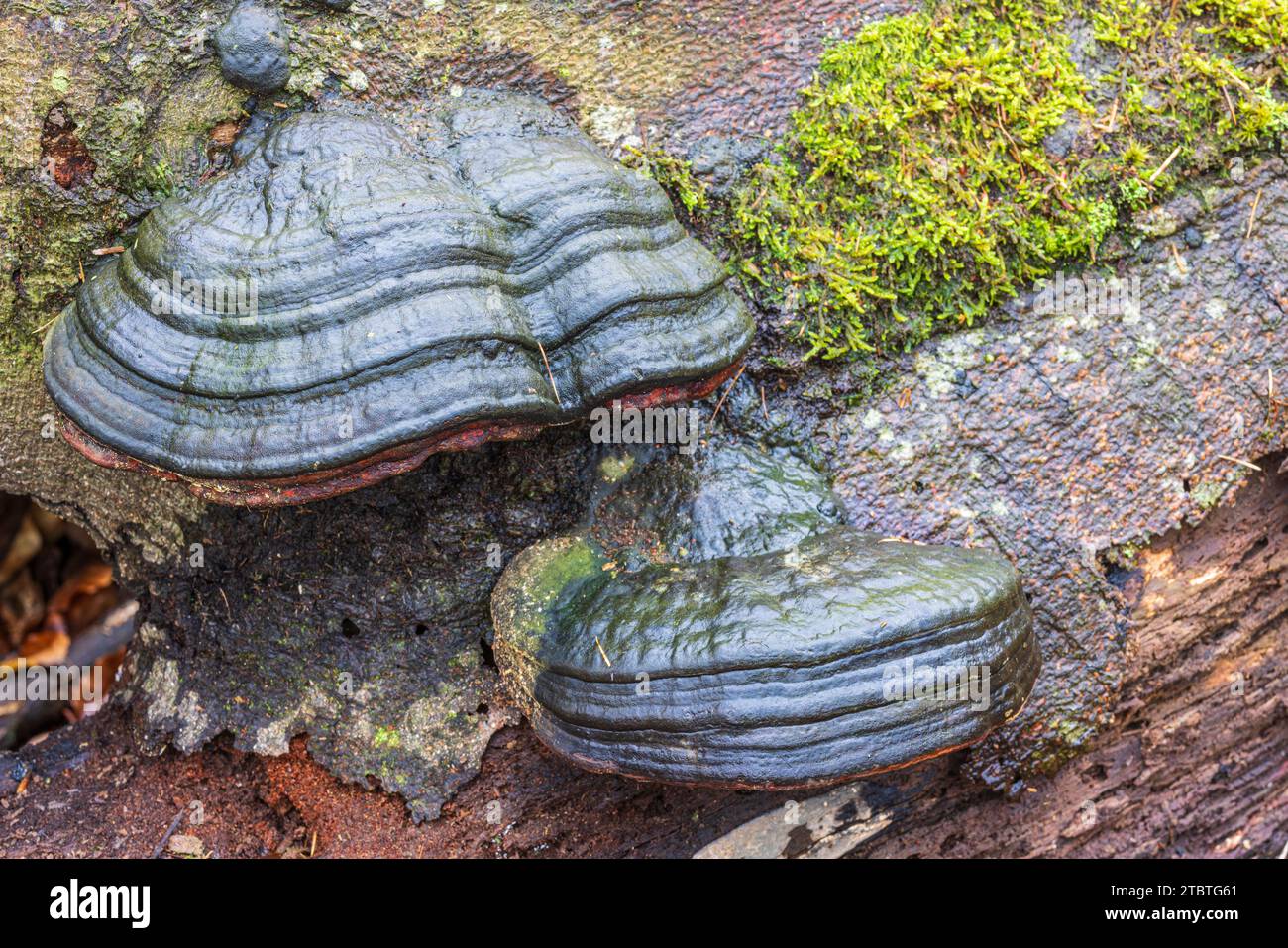 Red edged tree sponge hi-res stock photography and images - Alamy