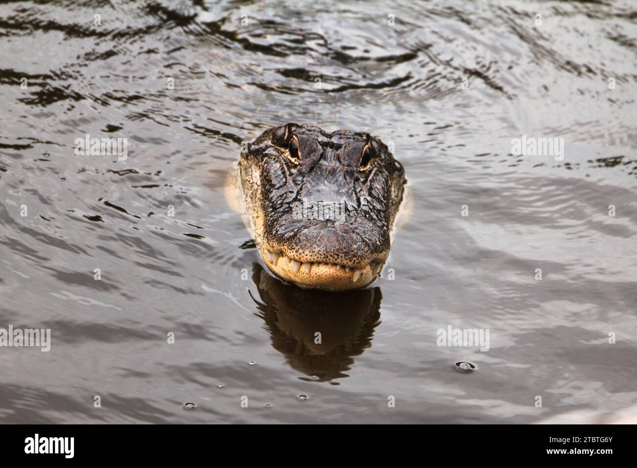 A close-up shot of an alligator submerged in a murky body of water ...
