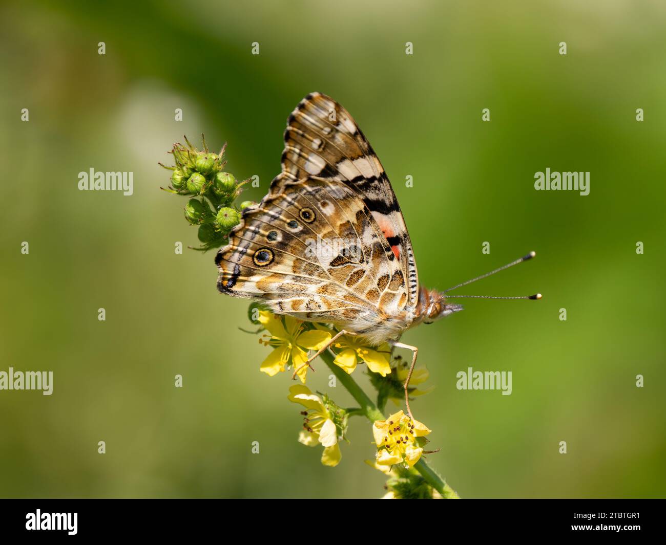Painted Lady Butterfly. Wings Closed Stock Photo - Alamy