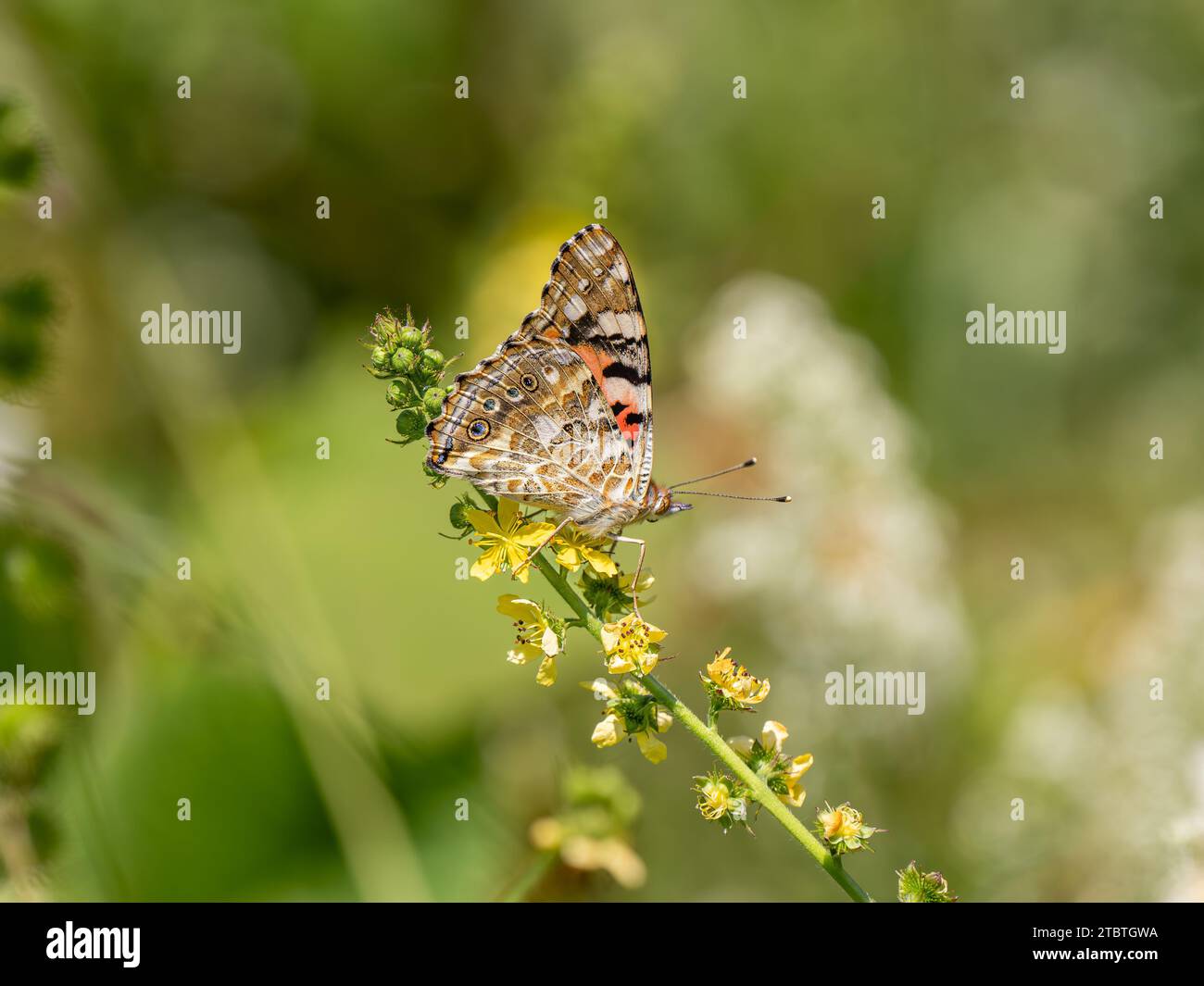 Painted lady butterfly wings closed hi-res stock photography and images ...