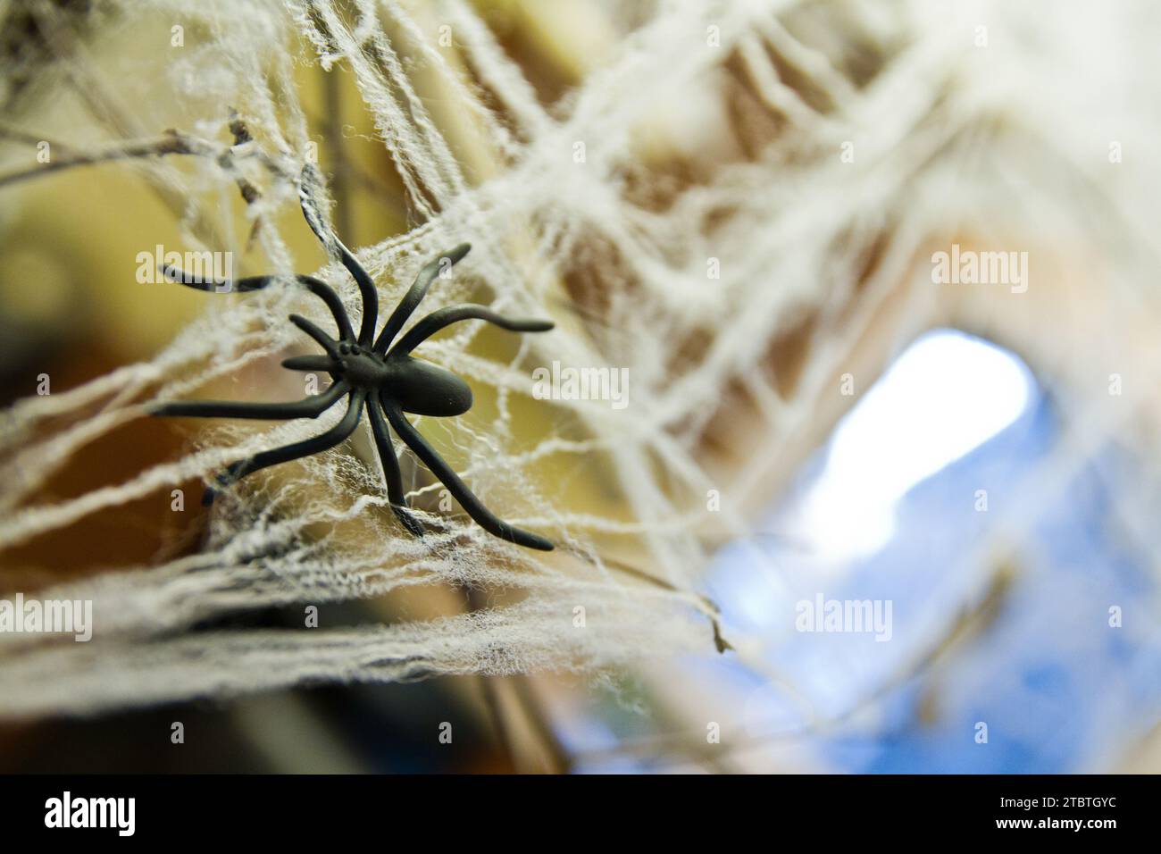 Fake Spider Entangled in Synthetic Cobwebs for Halloween Decor Close-Up ...