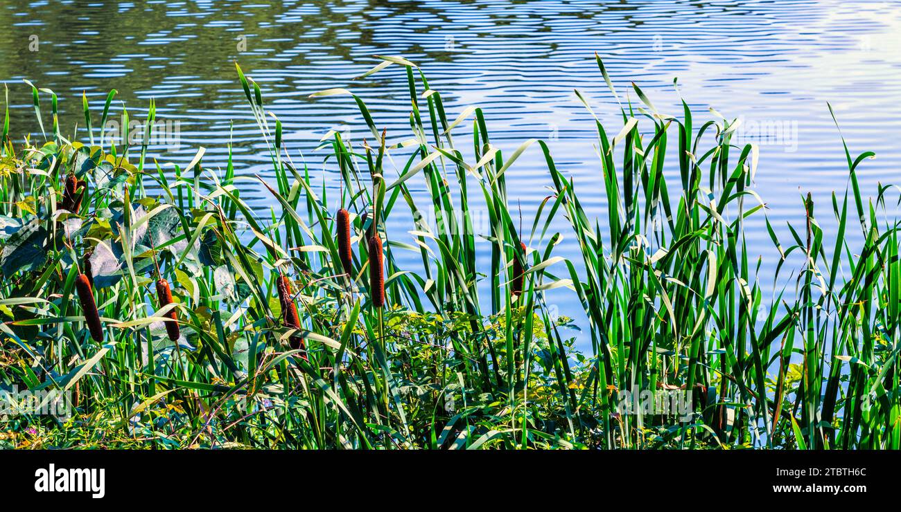 Panoramic landscape of common broadleaf cattails aka bulrushes,Typha ...