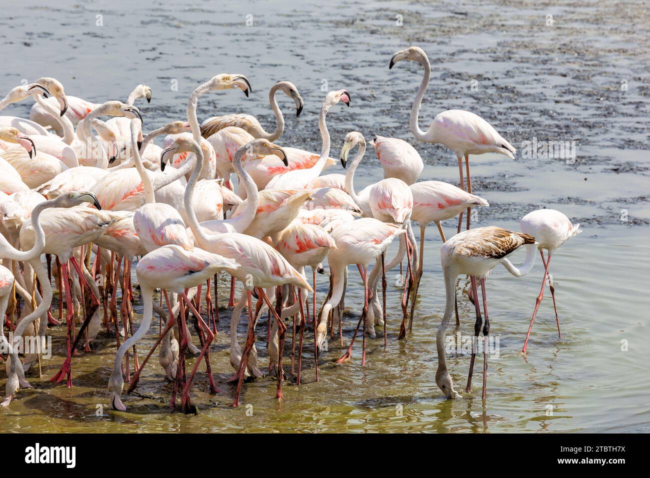 Greater Flamingos (Phoenicopterus roseus) at Ras Al Khor Wildlife ...