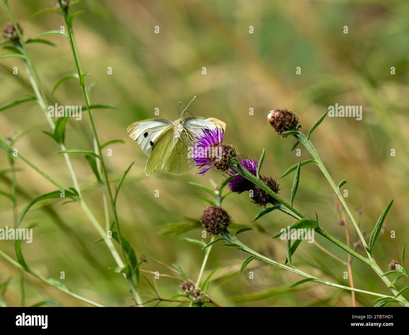 Green-veined White Butterfly in Flight Stock Photo - Alamy