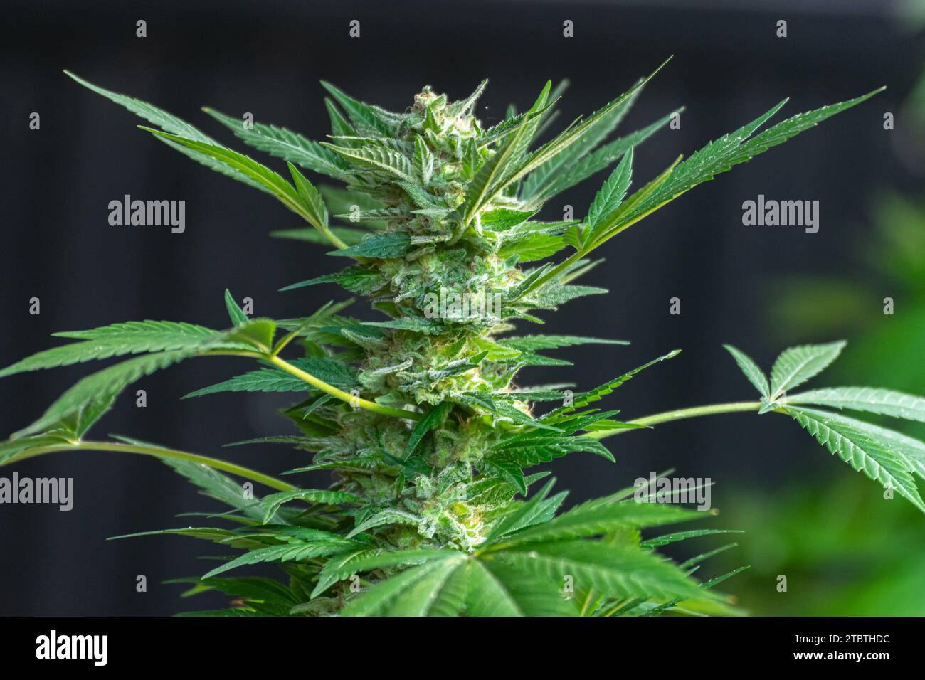 Detail of a cannabis plant with ripe buds between the leaves Stock ...