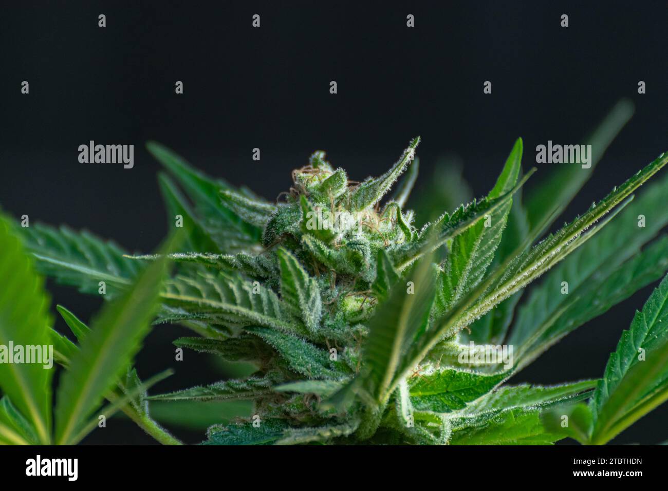 Detail of a cannabis plant with ripe buds between the leaves Stock ...