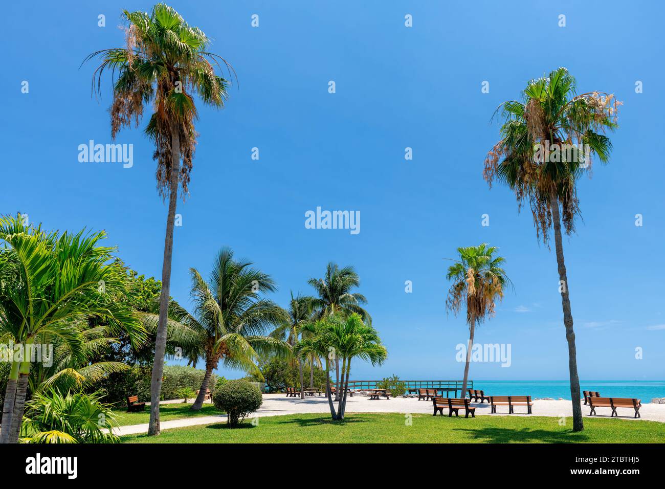 Palm trees in beach state park in tropical island in Key Largo, Florida ...