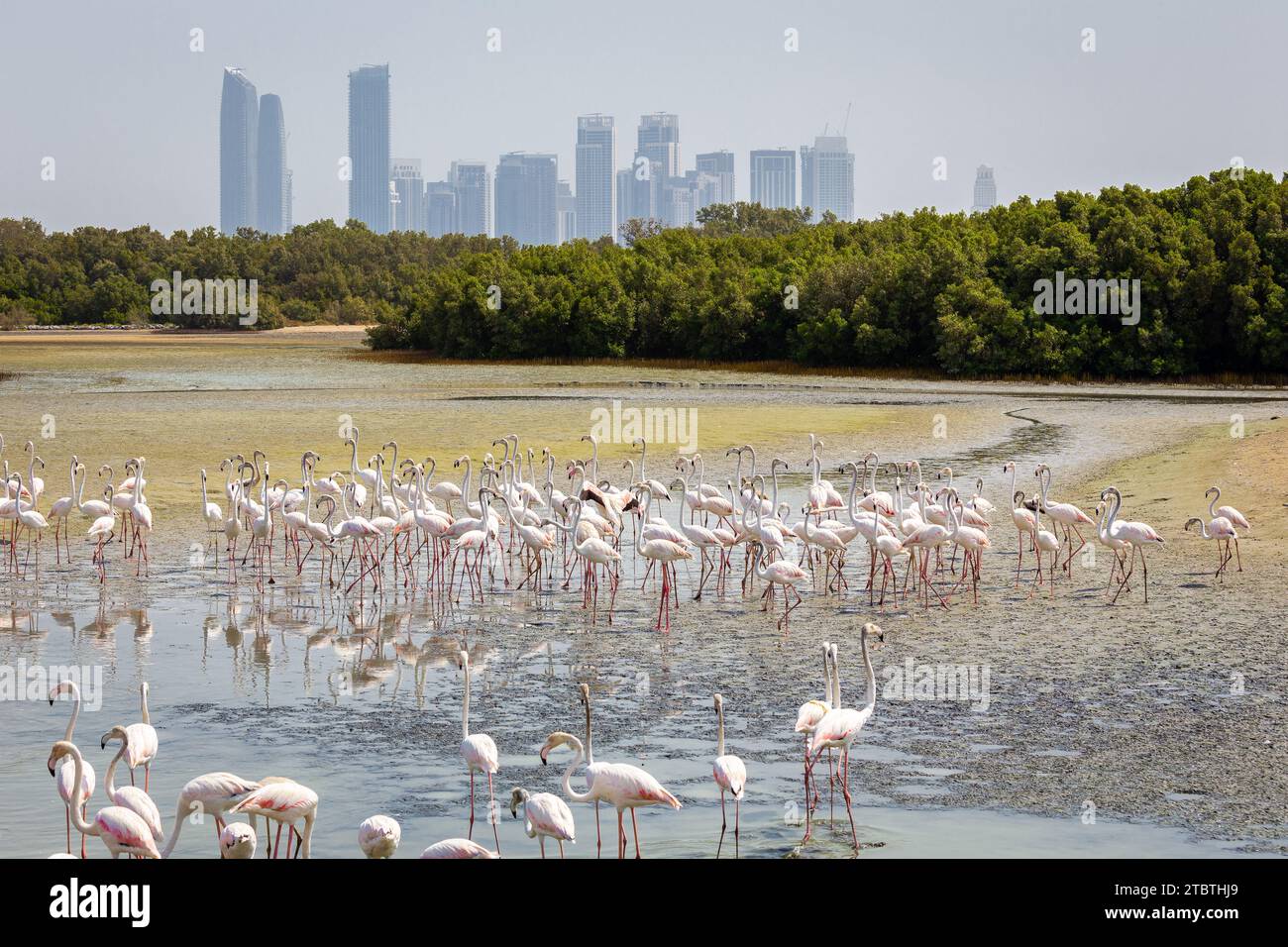 Greater Flamingos (Phoenicopterus roseus) at Ras Al Khor Wildlife ...