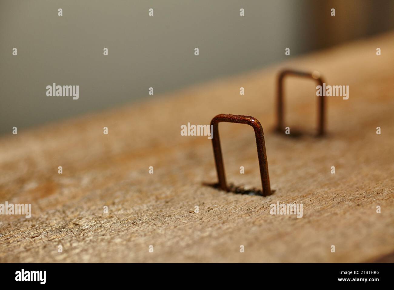 Rusty Staples in Weathered Wood, Symbolizing Decay and Time Passage ...