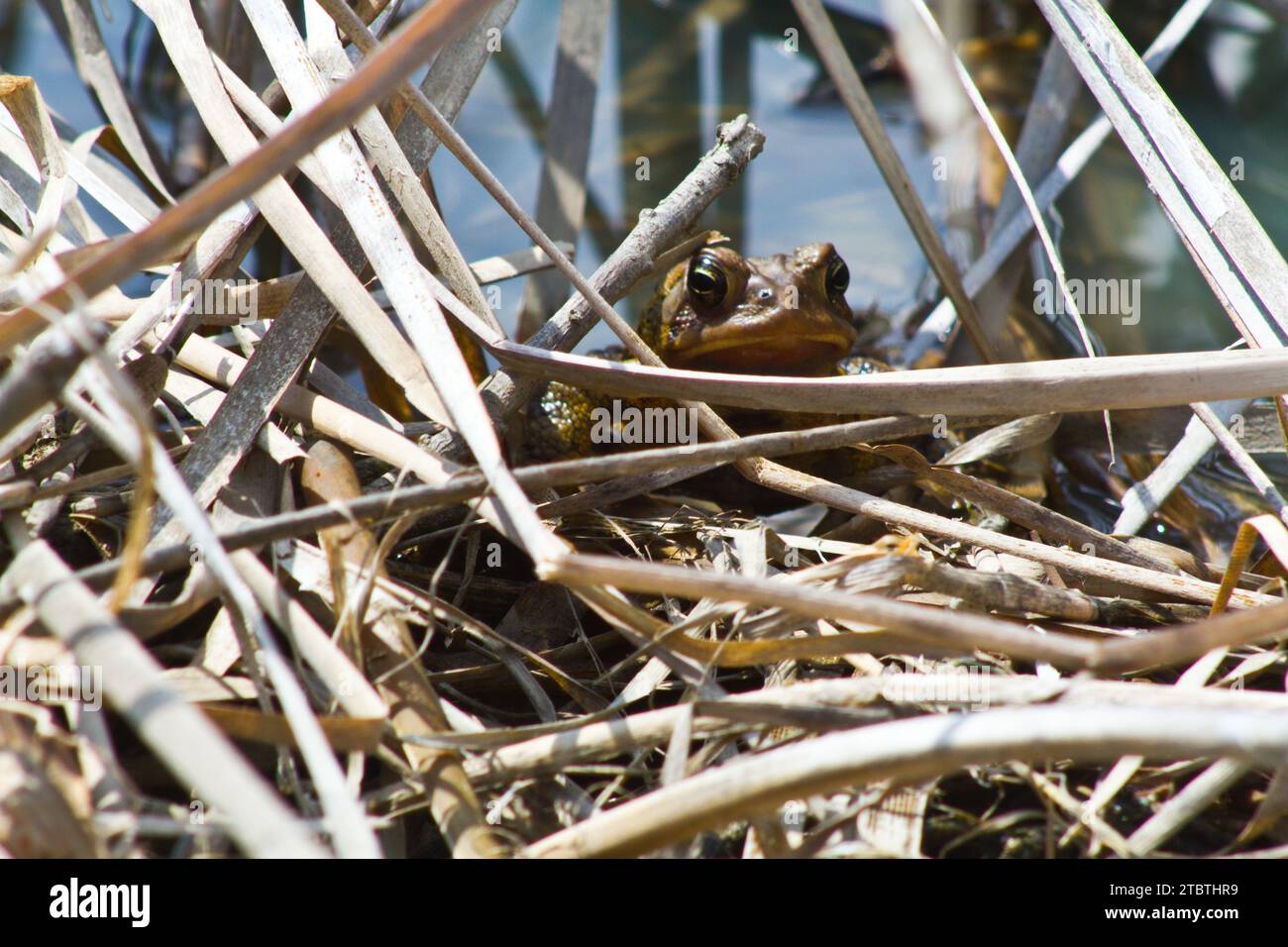 Frog adaptation hi-res stock photography and images - Alamy