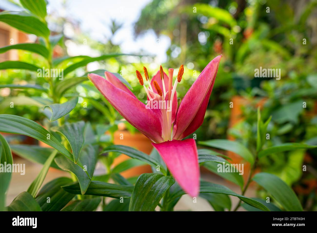 Purple lily flower (Lilium bulbiferum Stock Photo - Alamy