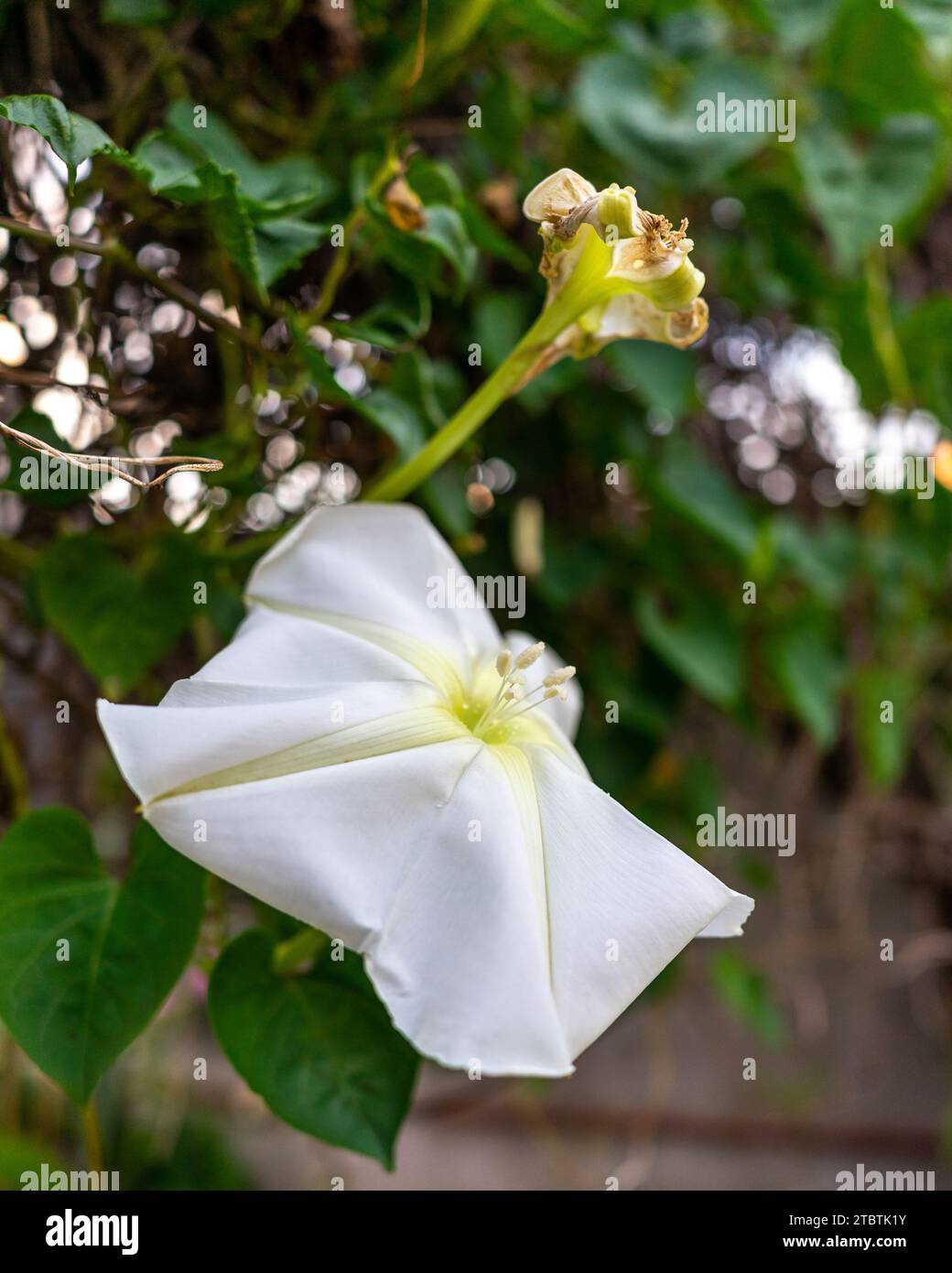 white flower of the creeper ipomoea alba Stock Photo - Alamy