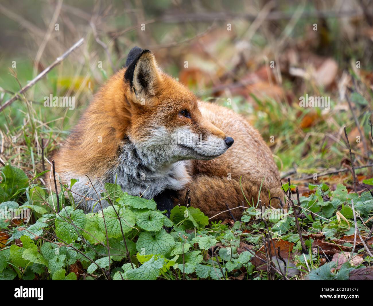 A Red Fox Laying Down Stock Photo - Alamy