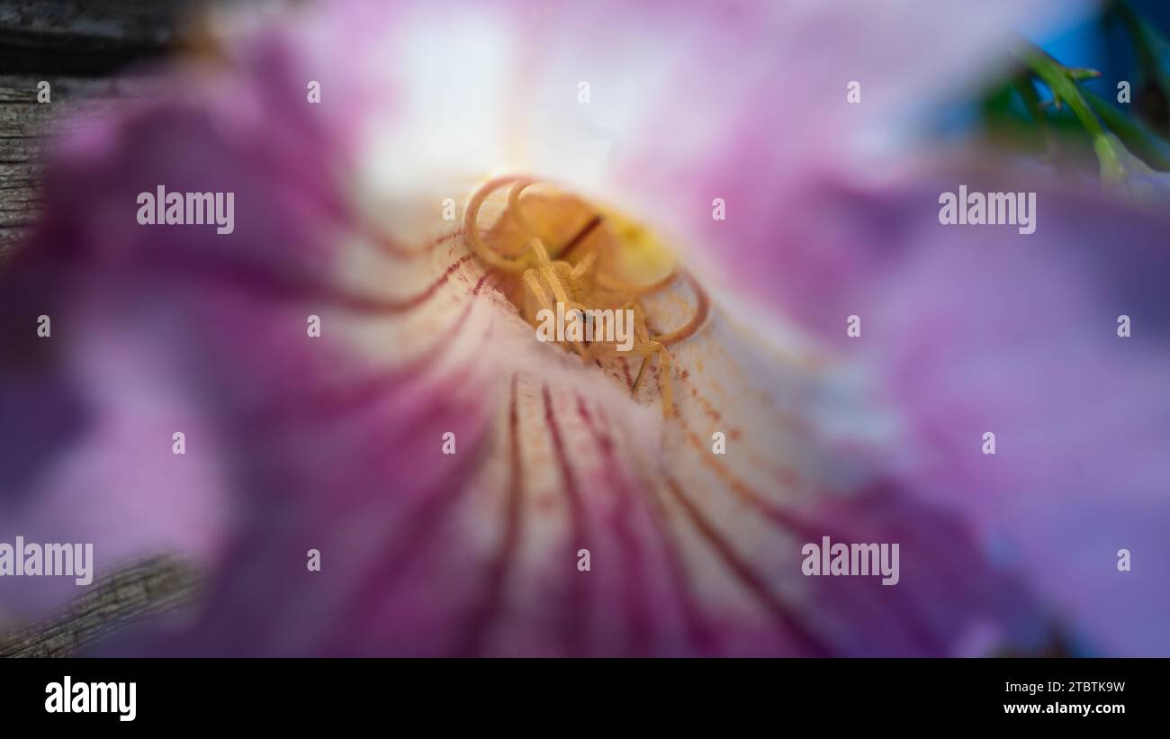 spider inside a pink flower Stock Photo - Alamy
