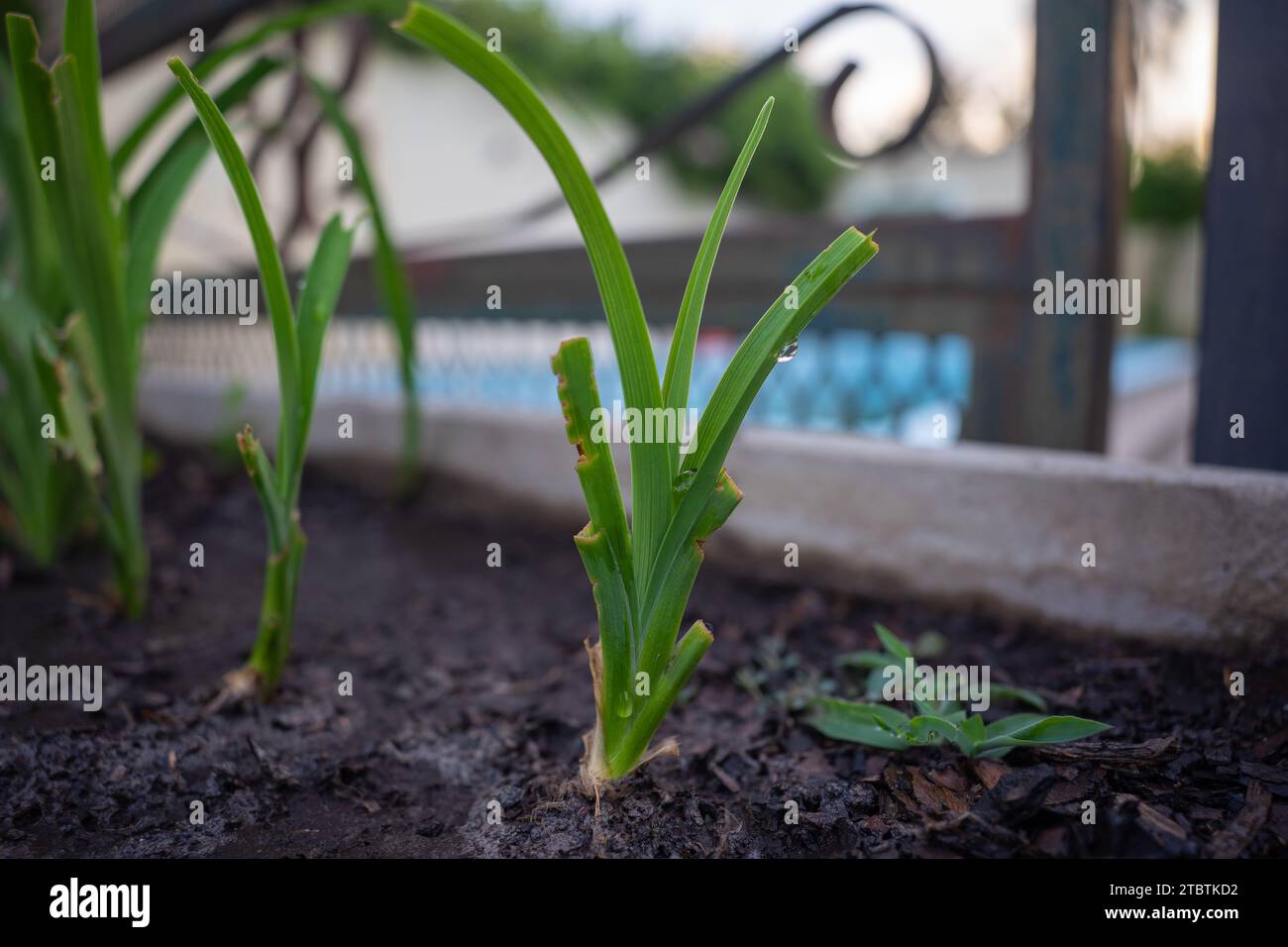 plant with bites and hurt by insects Stock Photo - Alamy