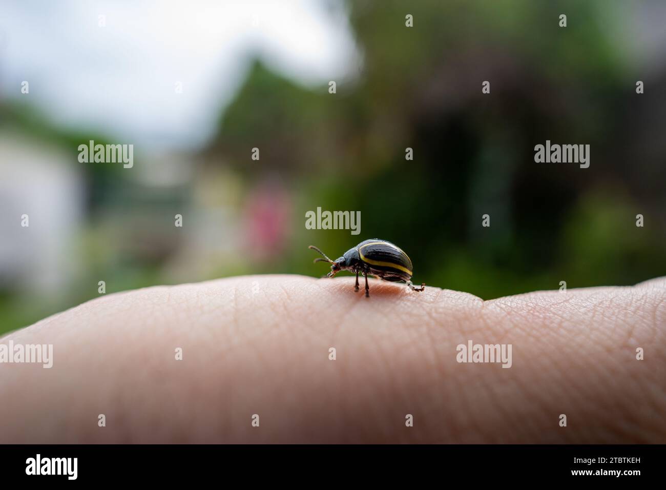 beautiful lady bug walking on a human hand Stock Photo - Alamy