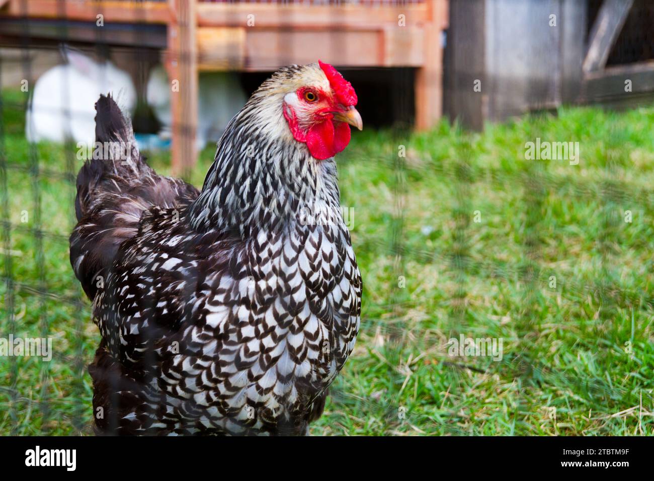 Daylight View of Patterned Chicken in Rural Tennessee Coop Stock Photo ...