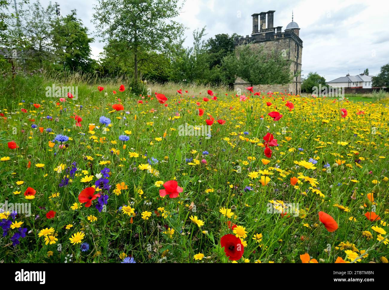 Wonderful wildflower display in front of Manor Lodge, Sheffield Stock ...