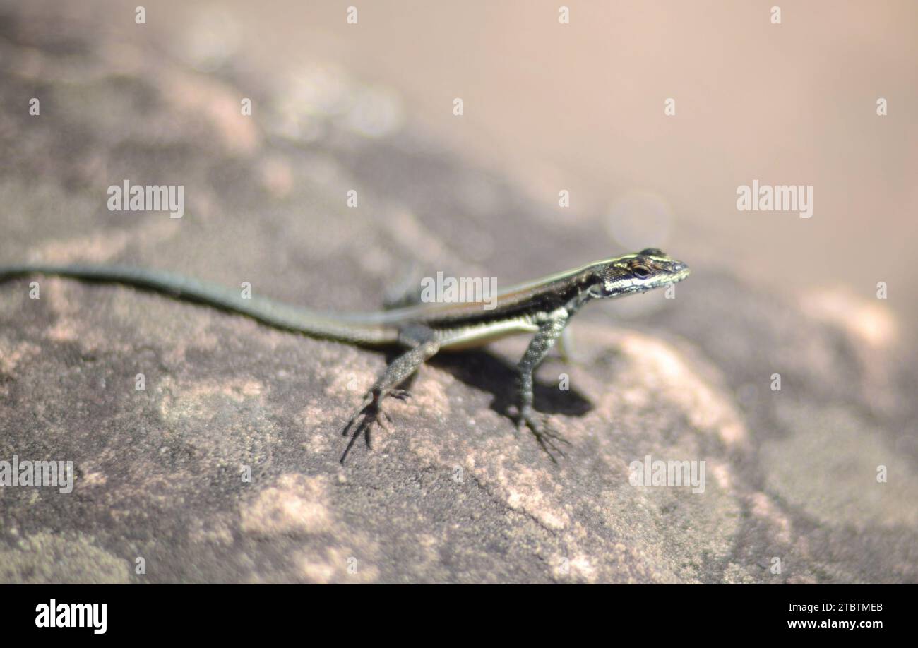 Small Common Striped Lizard On The Rock Stock Photo - Alamy