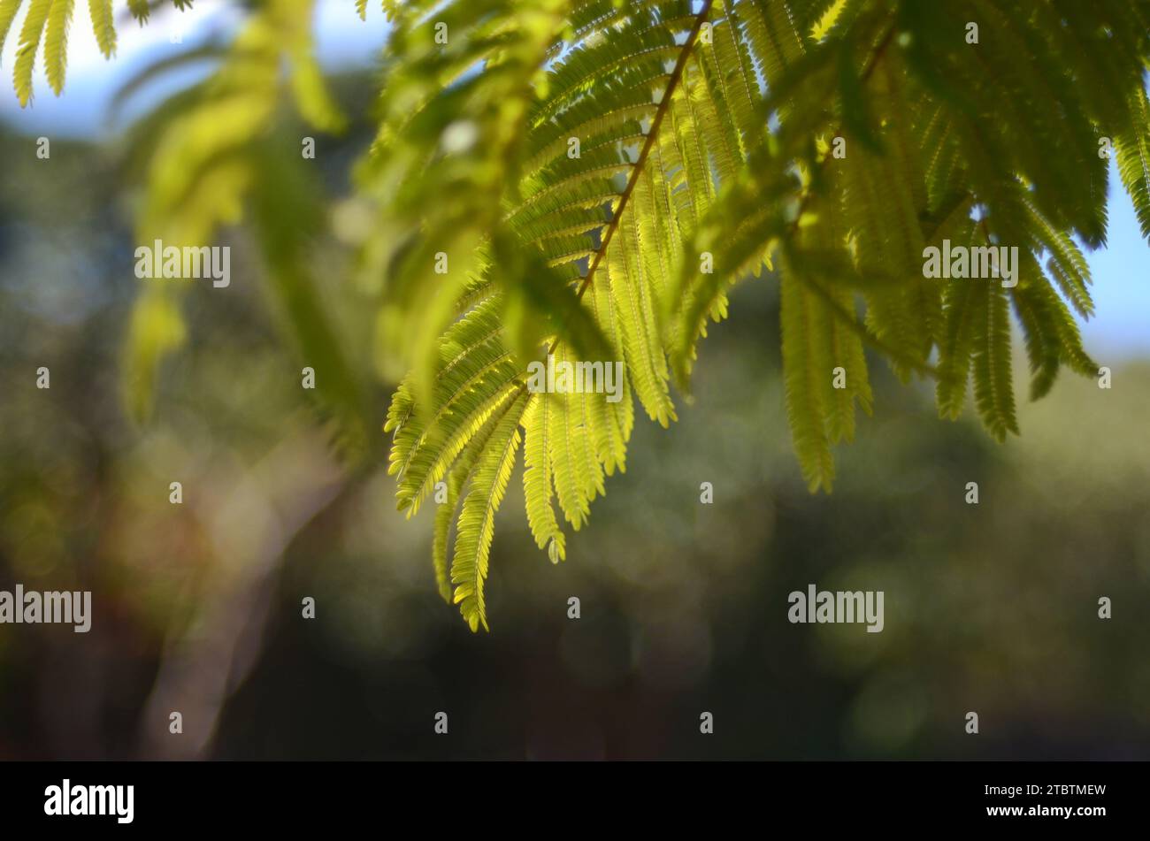 Delonix Regia Tree Leaves Stock Photo - Alamy