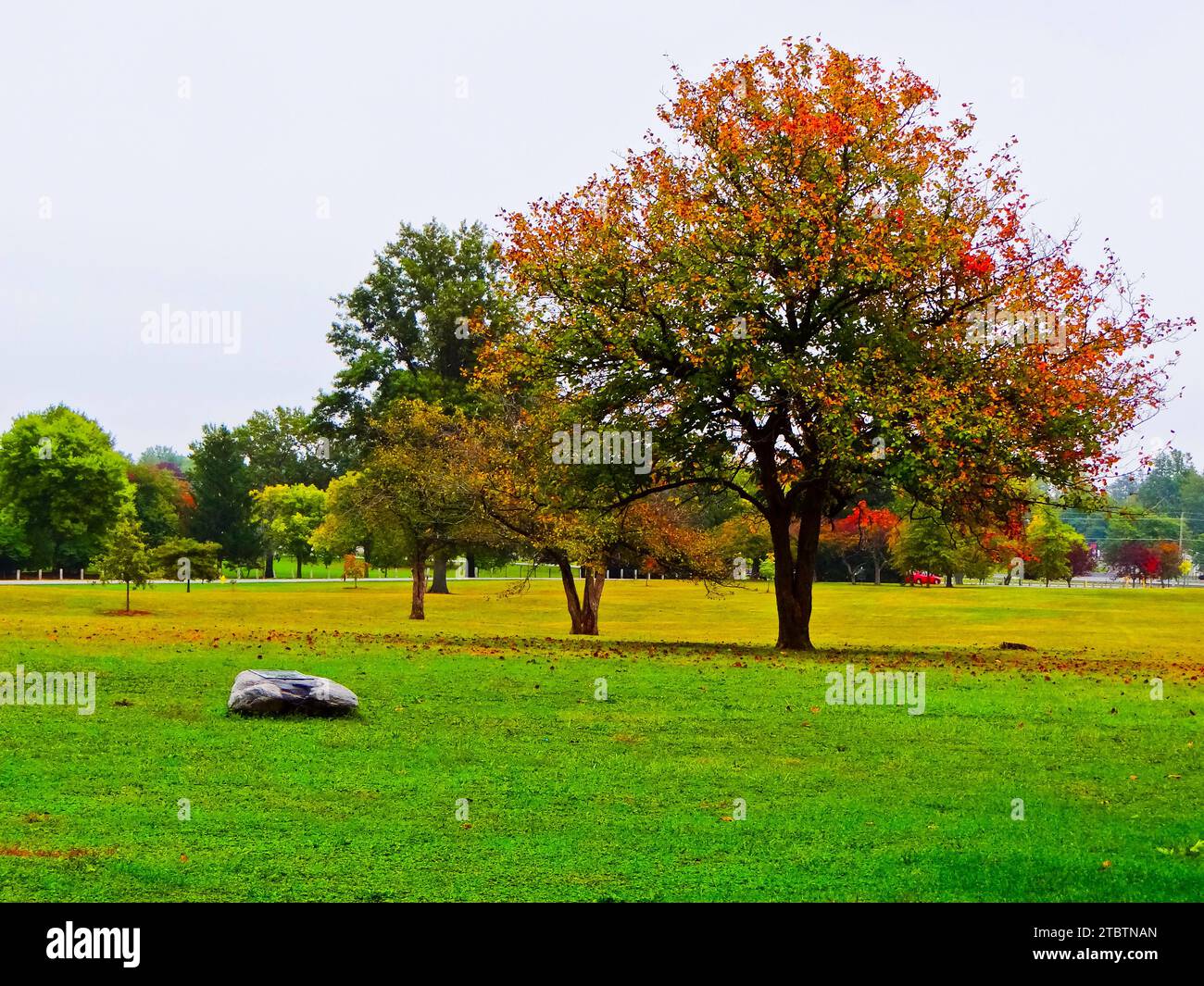 Autumn Tranquility in Fort Wayne Park with Dominant Tree and Rock Stock ...
