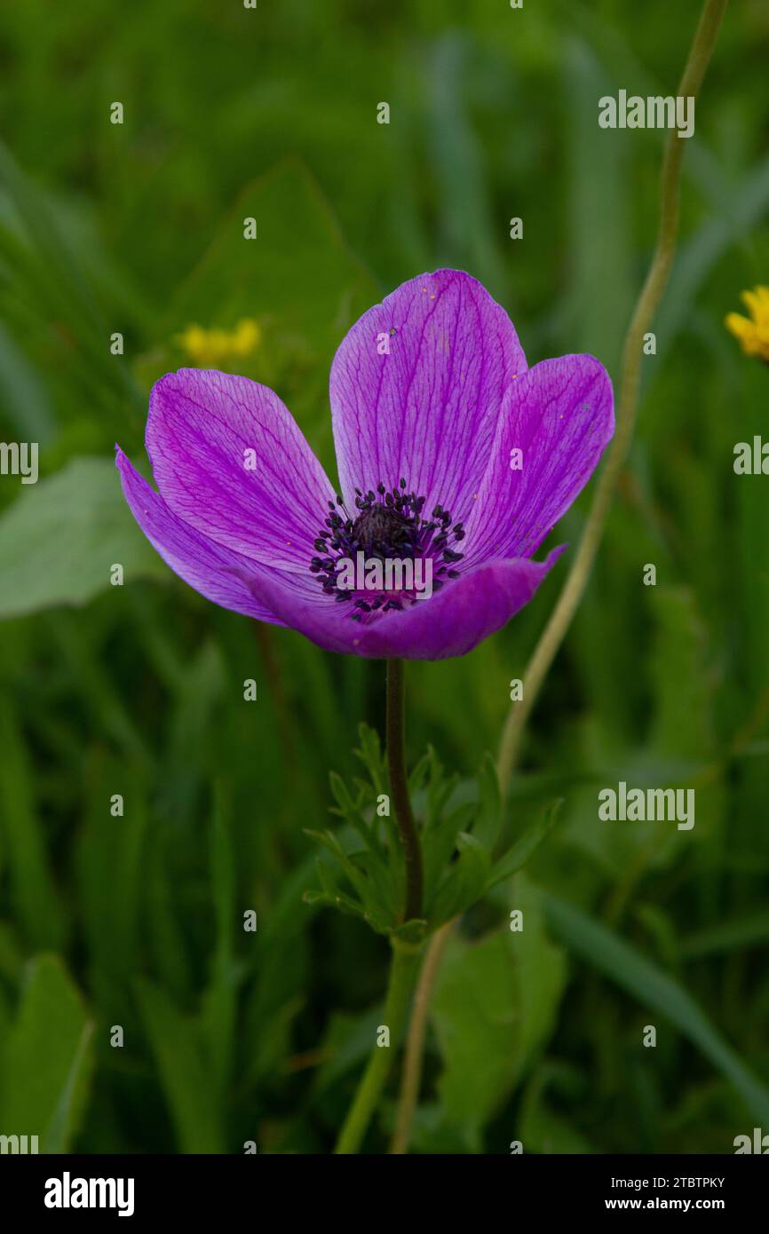 Anemone coronaria, the poppy anemone, Spanish marigold, or windflower ...