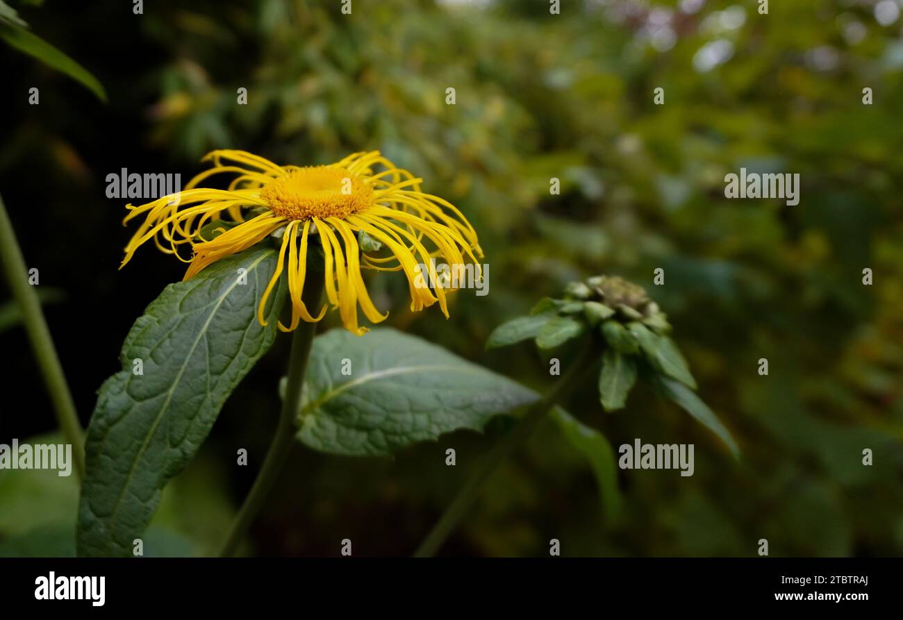 Wilted heart hi-res stock photography and images - Alamy
