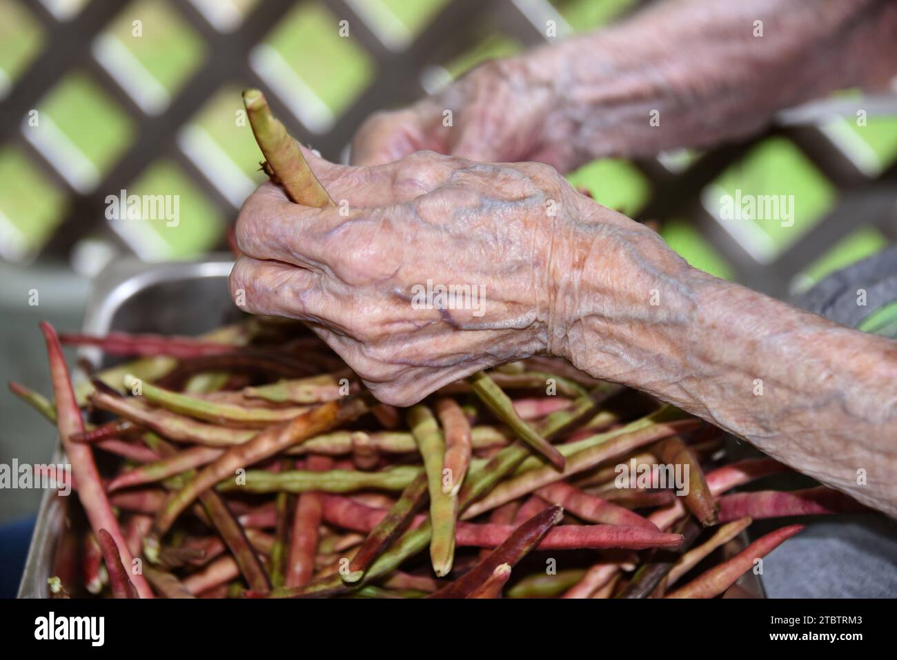 Still active at 100 this woman is shelling peas from her garden. Her ...