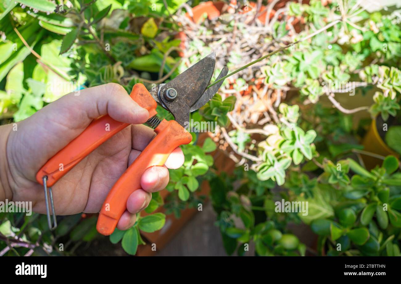 Shaping hedges and bushes hi-res stock photography and images - Alamy