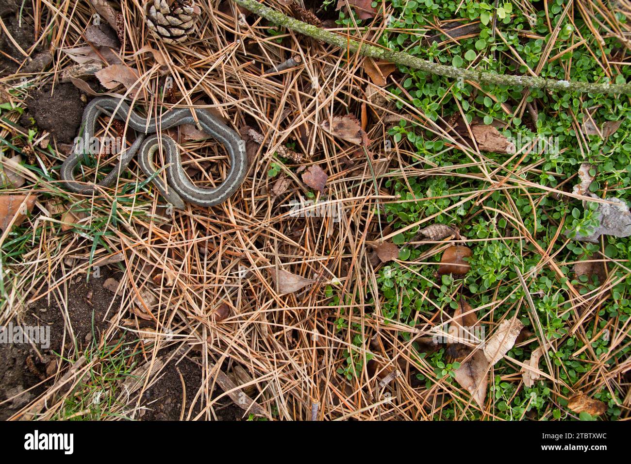 Camouflaged Snake on Temperate Forest Floor from Above Stock Photo - Alamy