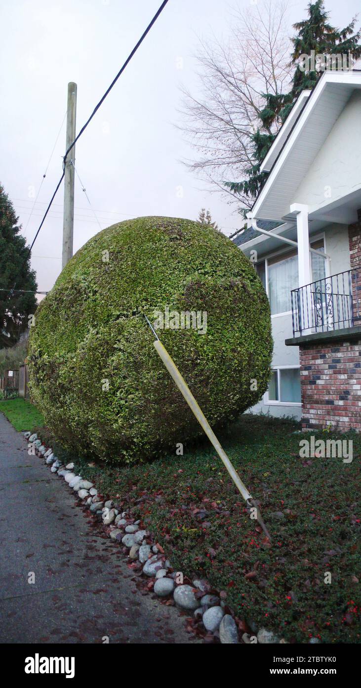 Cedar bush trimmed as sphere in front yard by sidewalk, utility pole ...