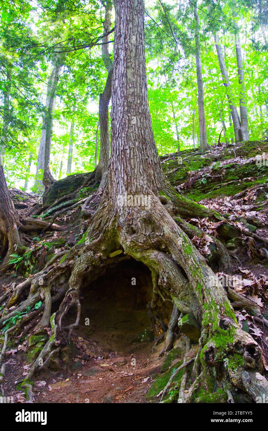 Moss-Covered Tree with Hollow Base in Verdant Michigan Forest Stock ...