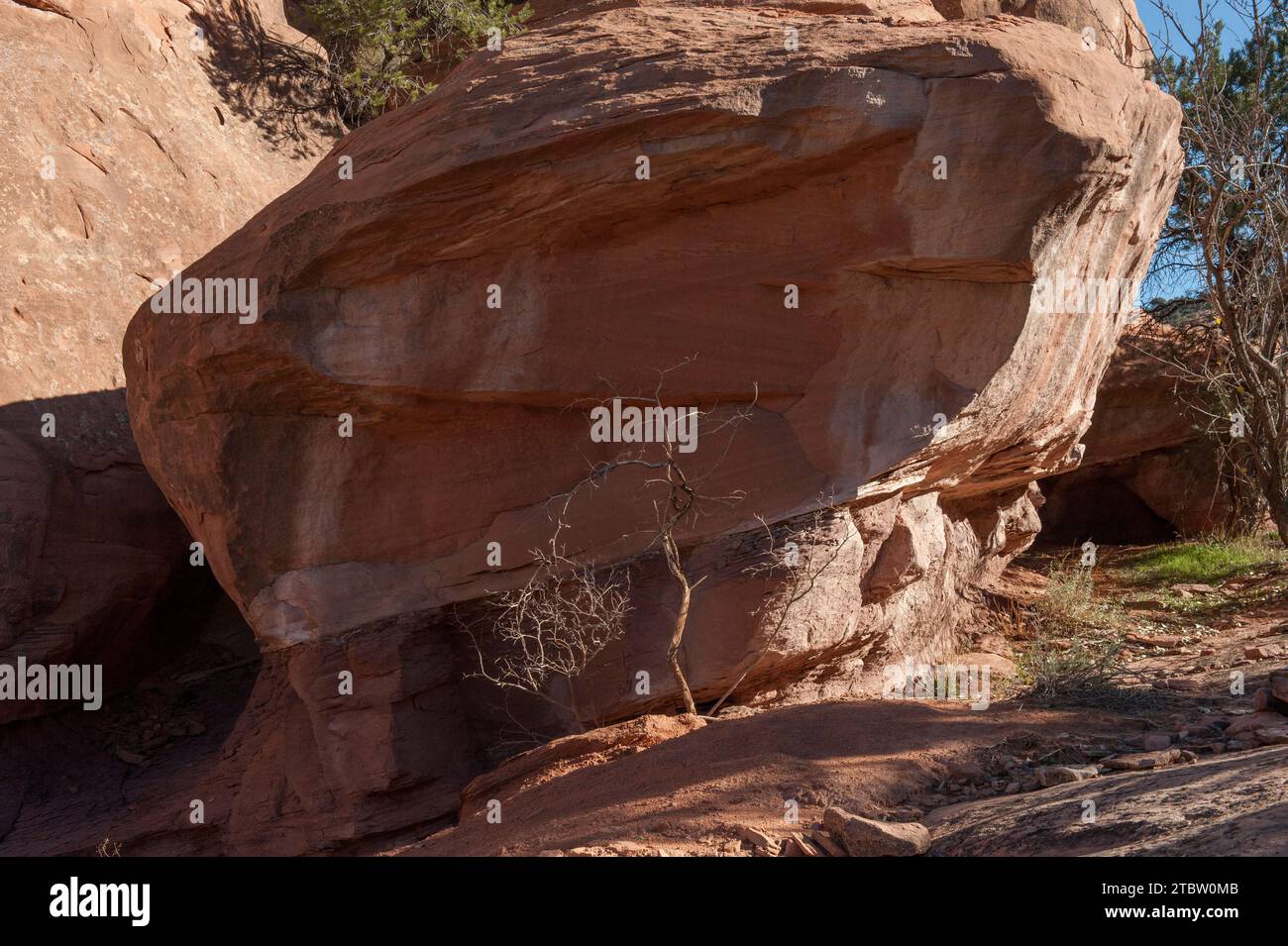 Tree beside boulder hi-res stock photography and images - Alamy