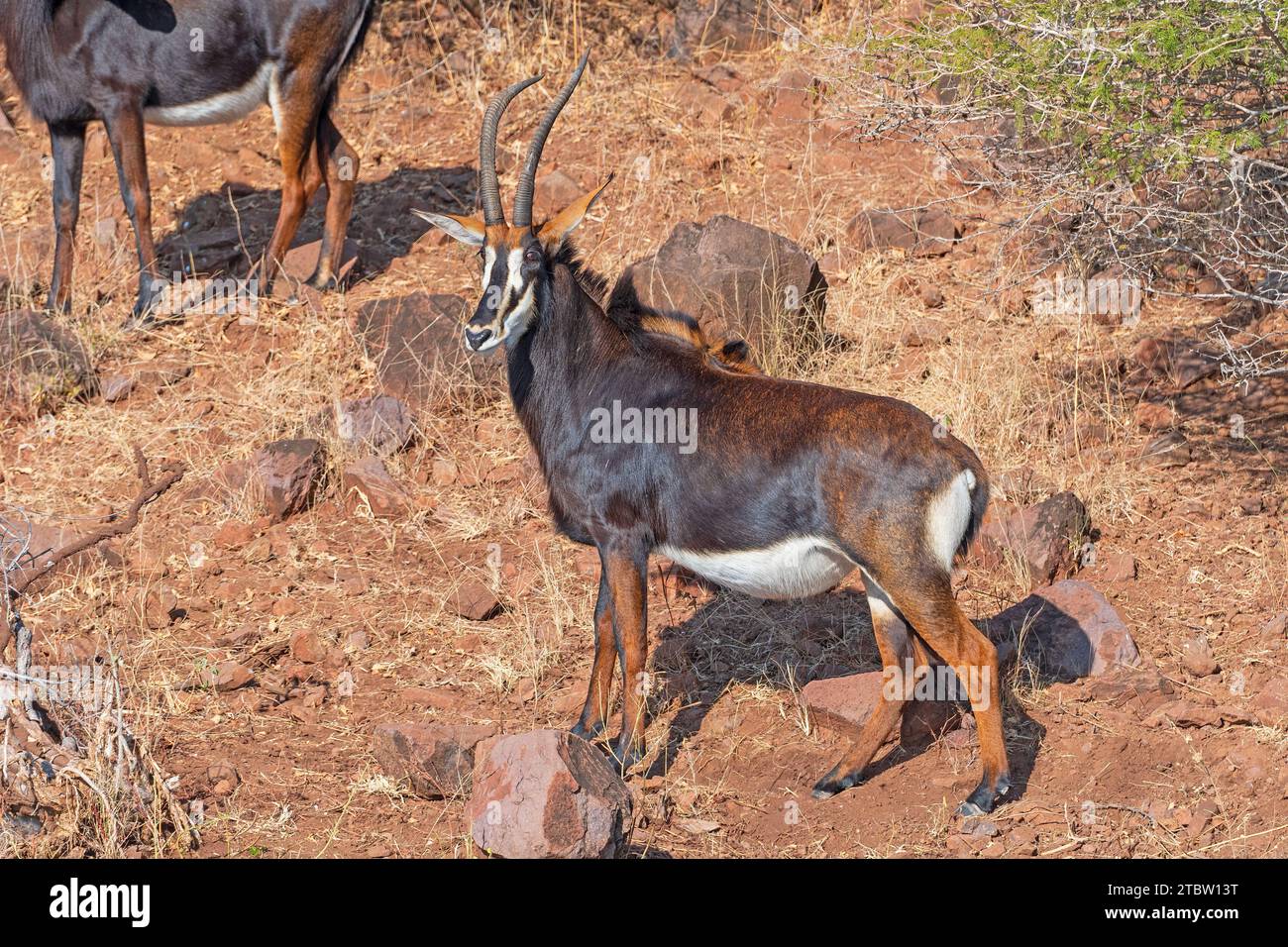 Under the Watchful Eye of a Sable Antelope Along the Chobe River in ...