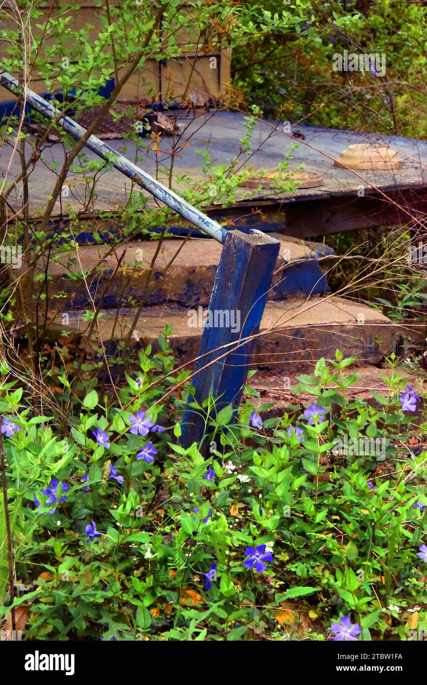 Abandoned home is slowly being swallowed by weeds and wildflowers. Blue ...