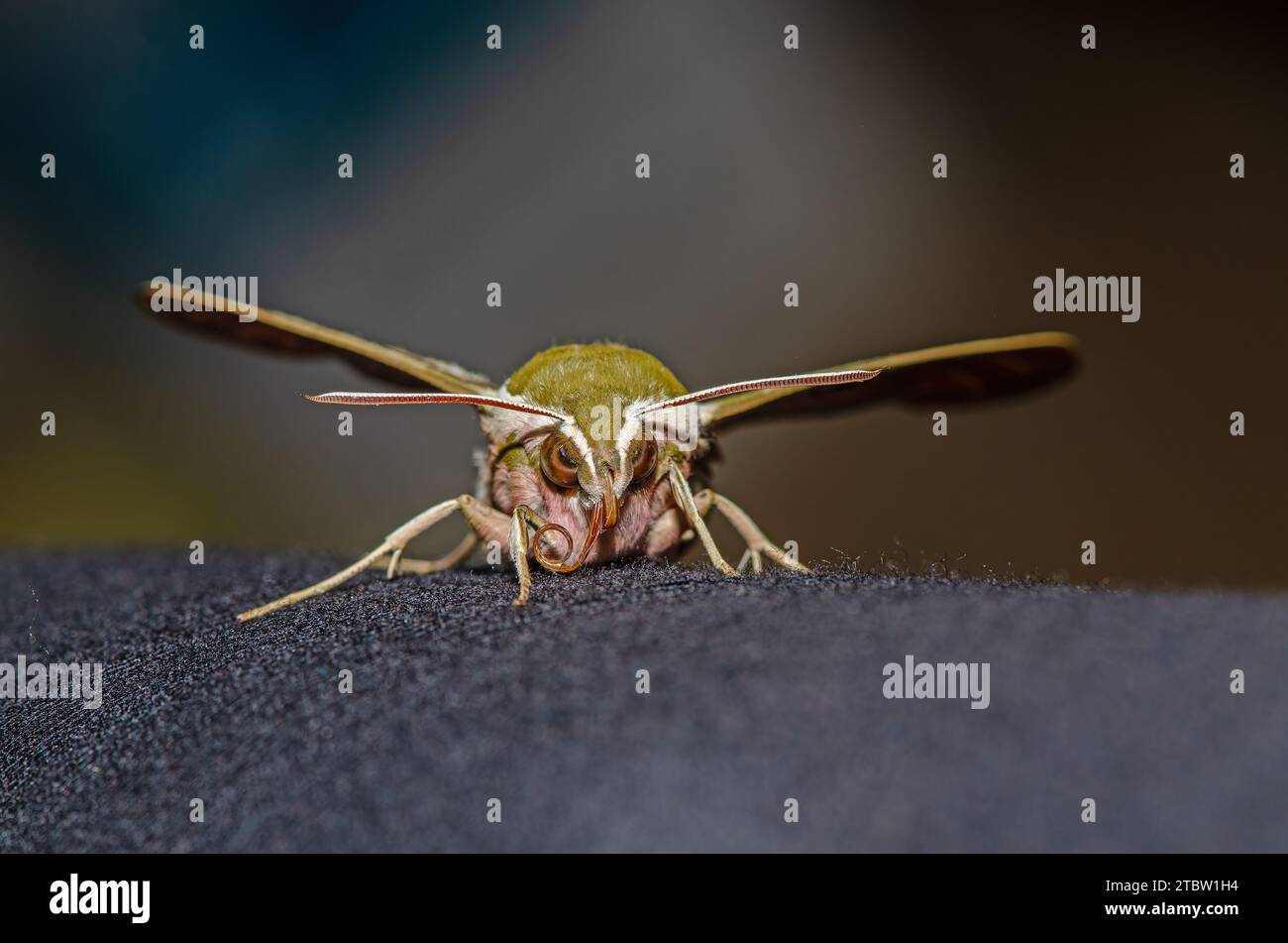 Hawk butterfly hi-res stock photography and images - Alamy